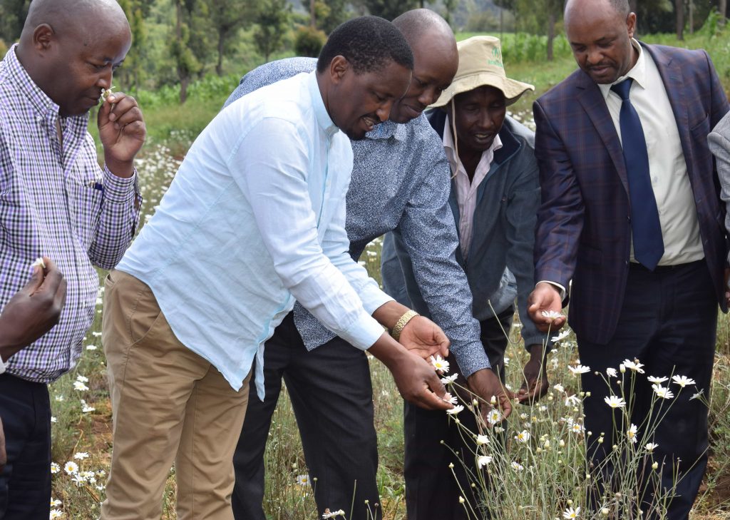 We are committed to revive Pyrethrum industry - Kiunjuri | Kilimo News