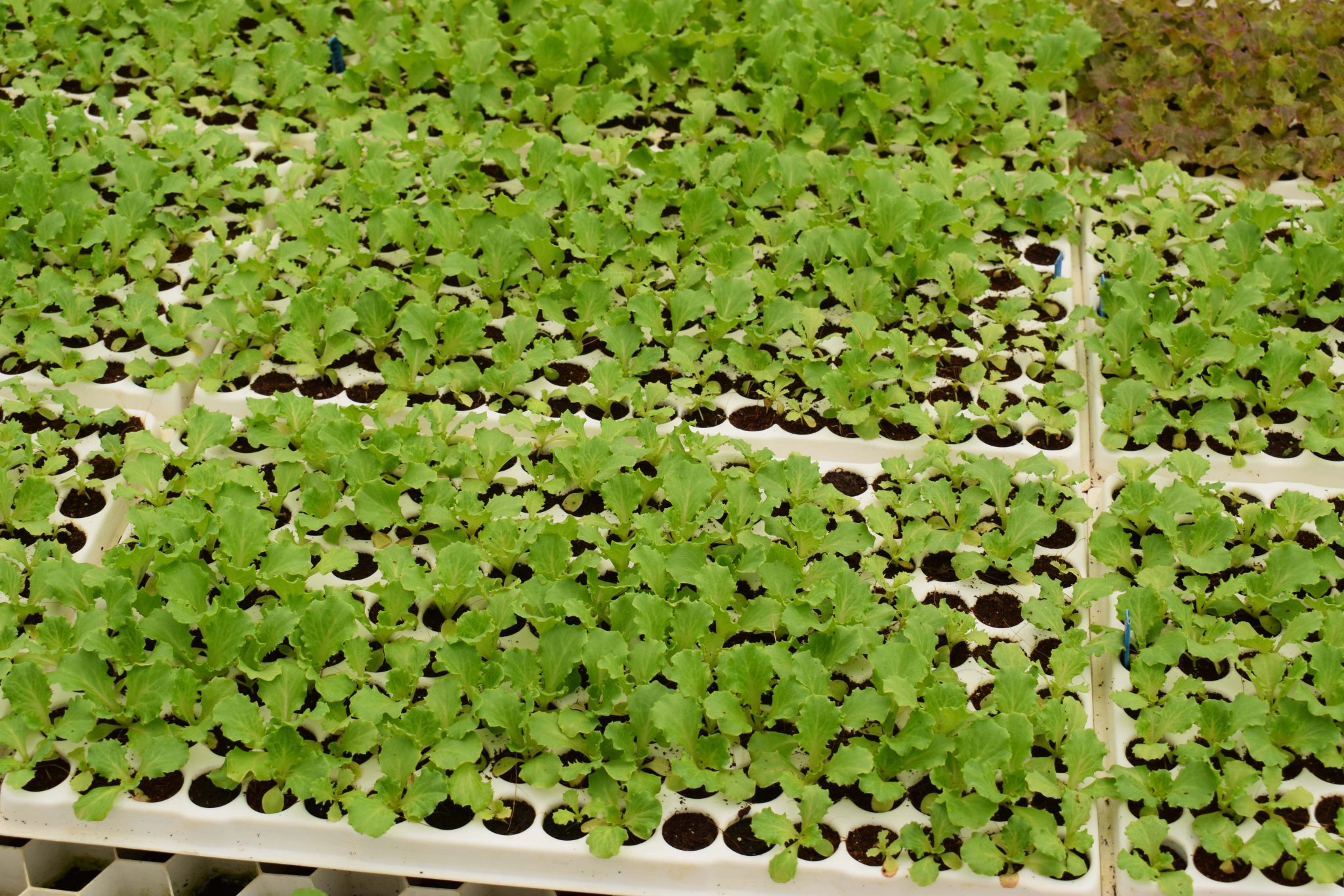 Seedling raising – is it time farmers left it to professionals ...