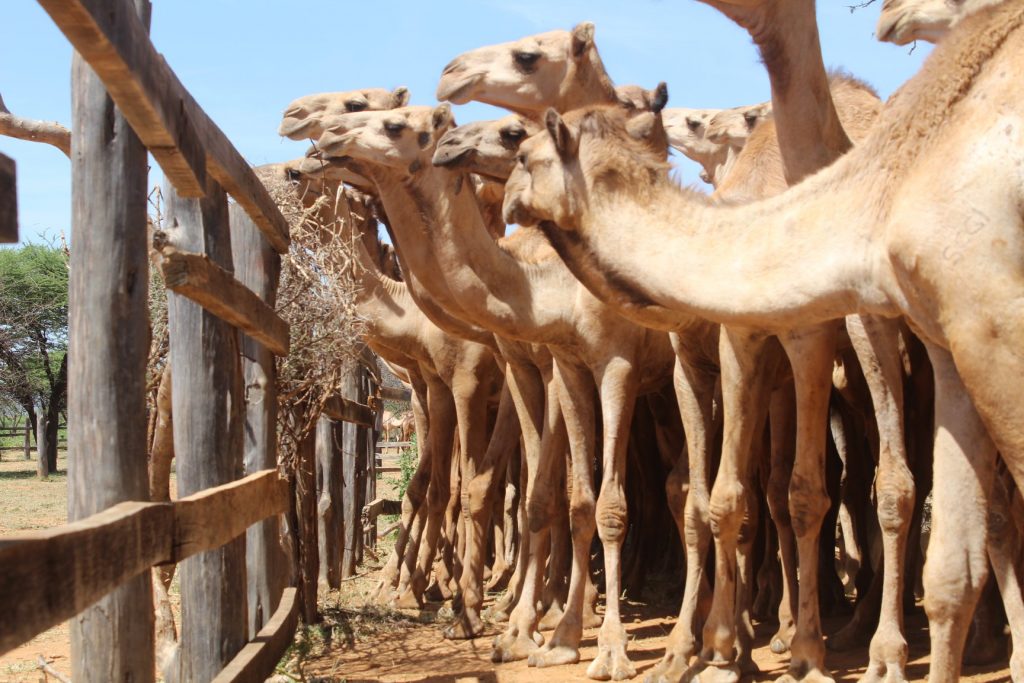 County promotes camel production. | Kilimo News
