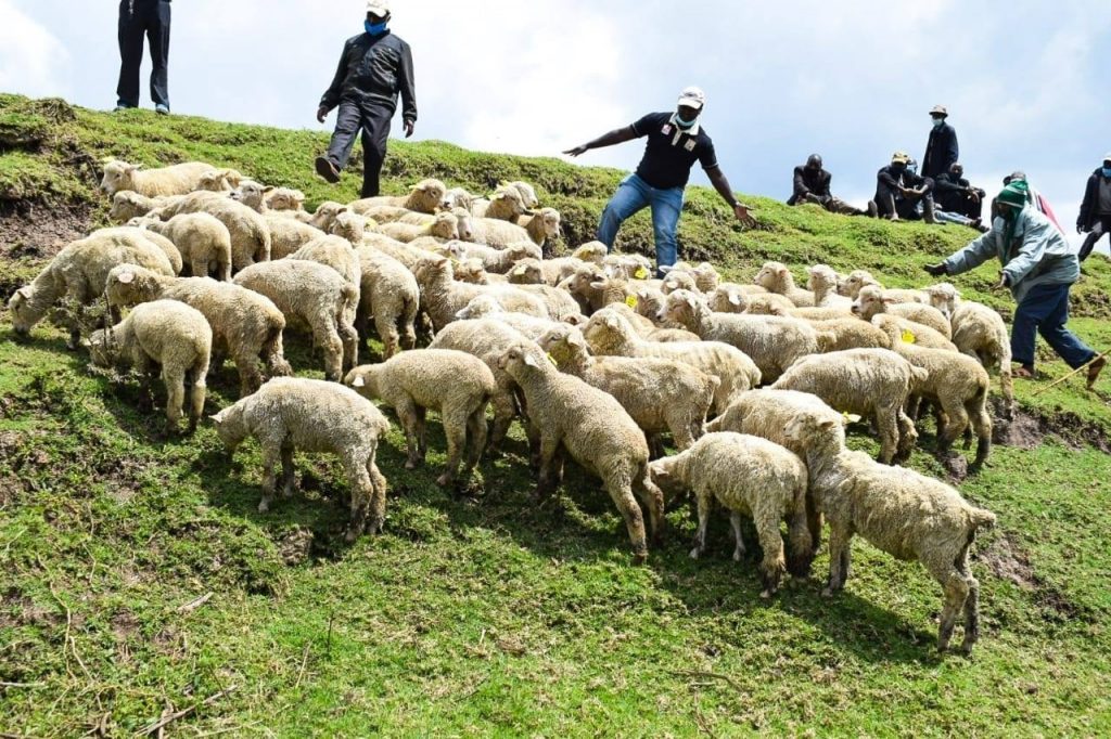 Sheep | Kilimo News