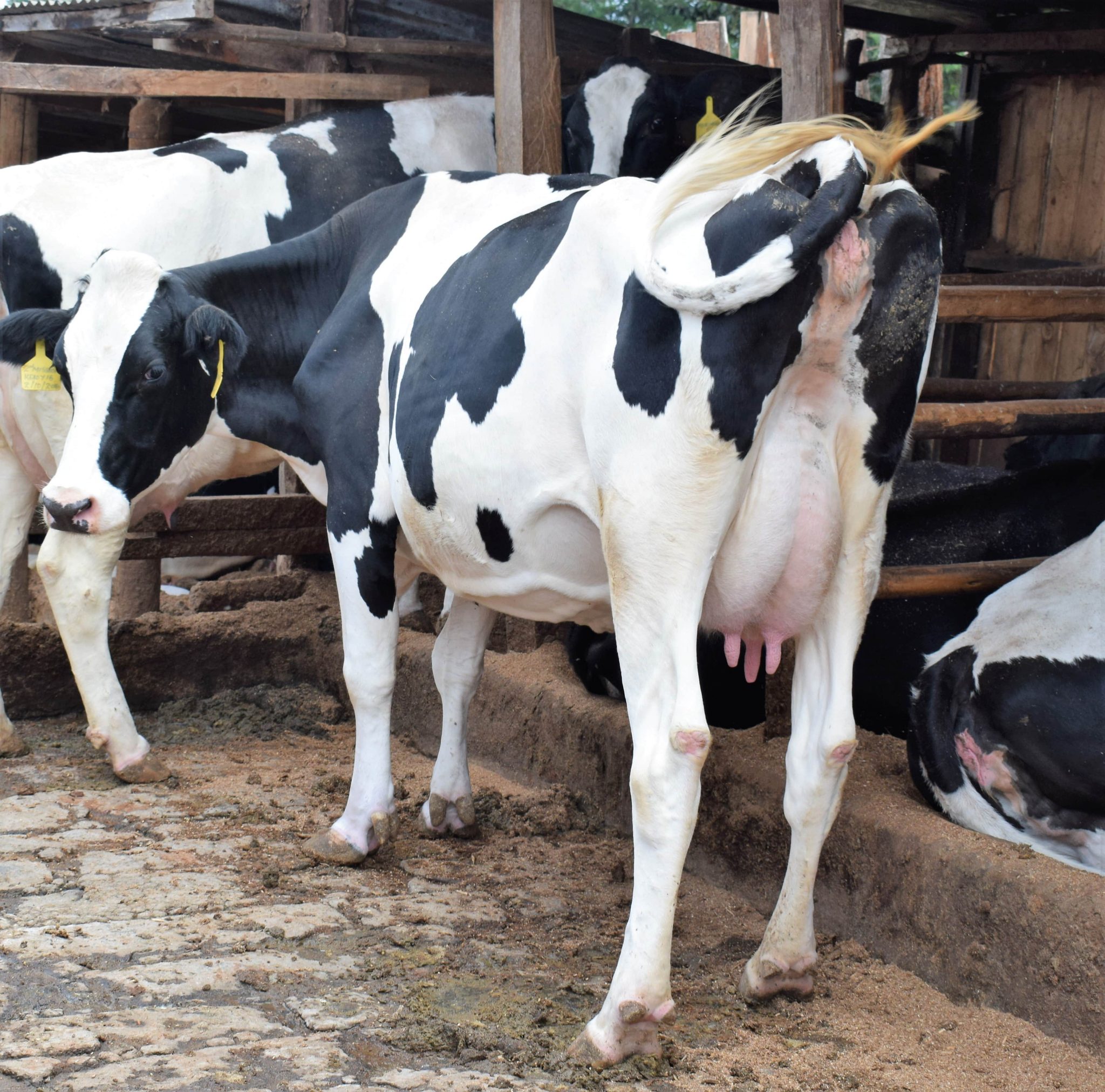 Livestock Population In Kenya | Kilimo News