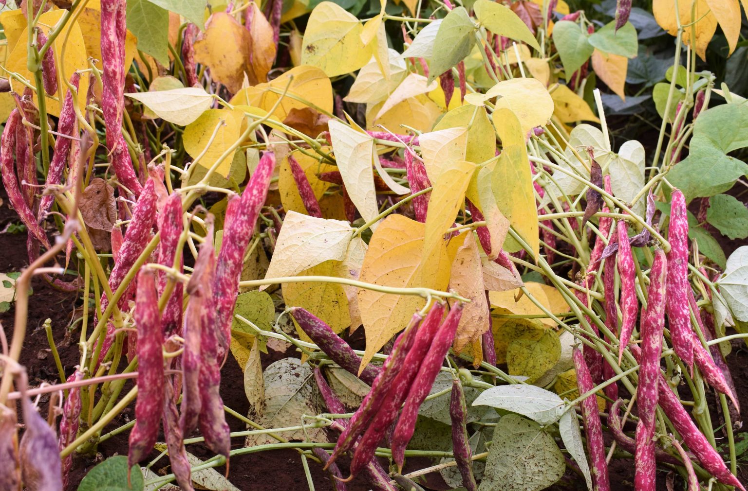 Fighting tobacco using high-iron beans | Kilimo News