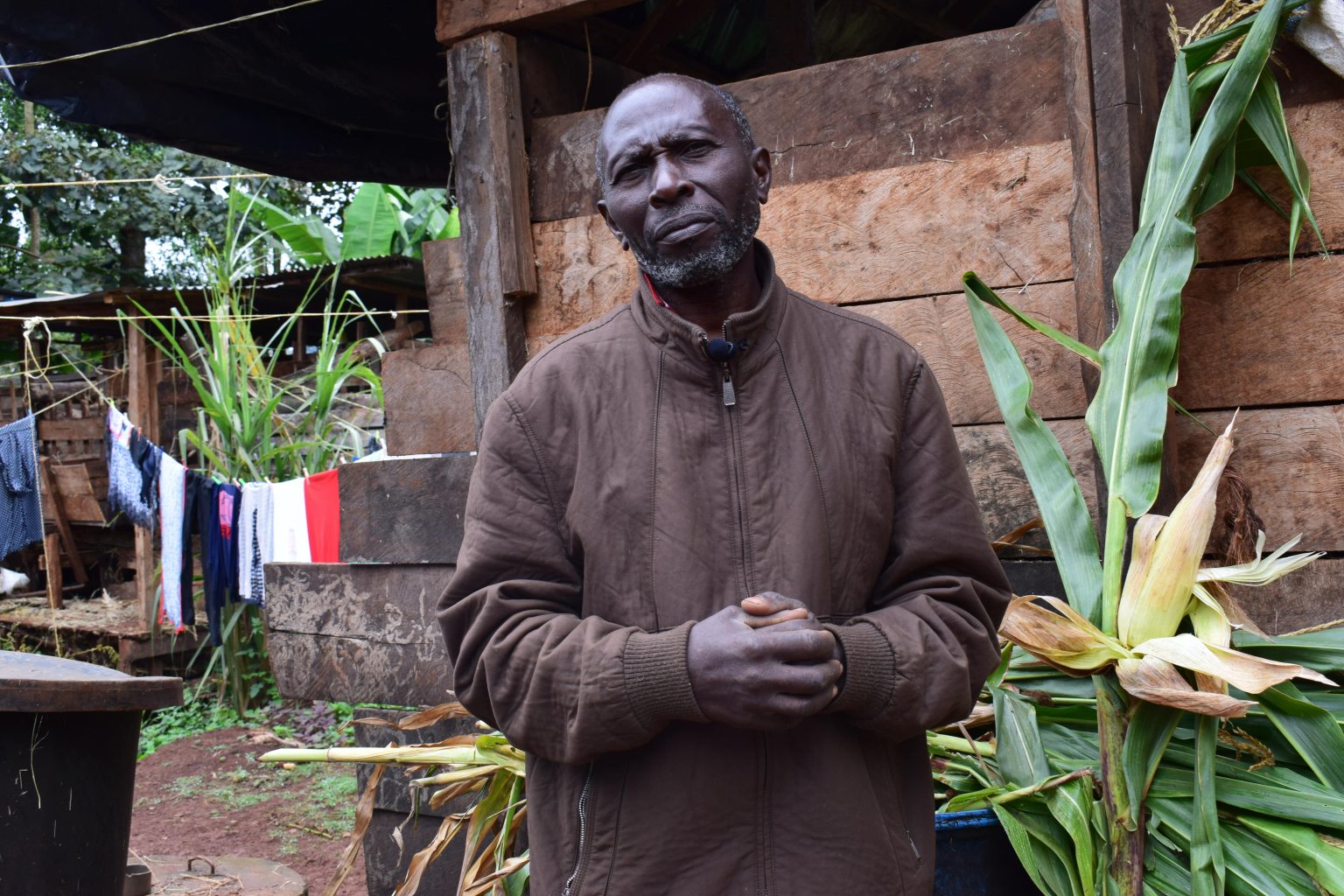 Maize or napier grass as fodder?- a farmer's insight. | Kilimo News