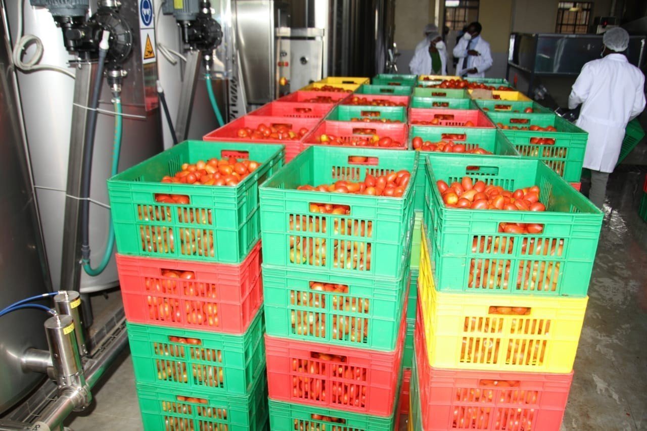 Makueni plant starts tomato pulping | Kilimo News