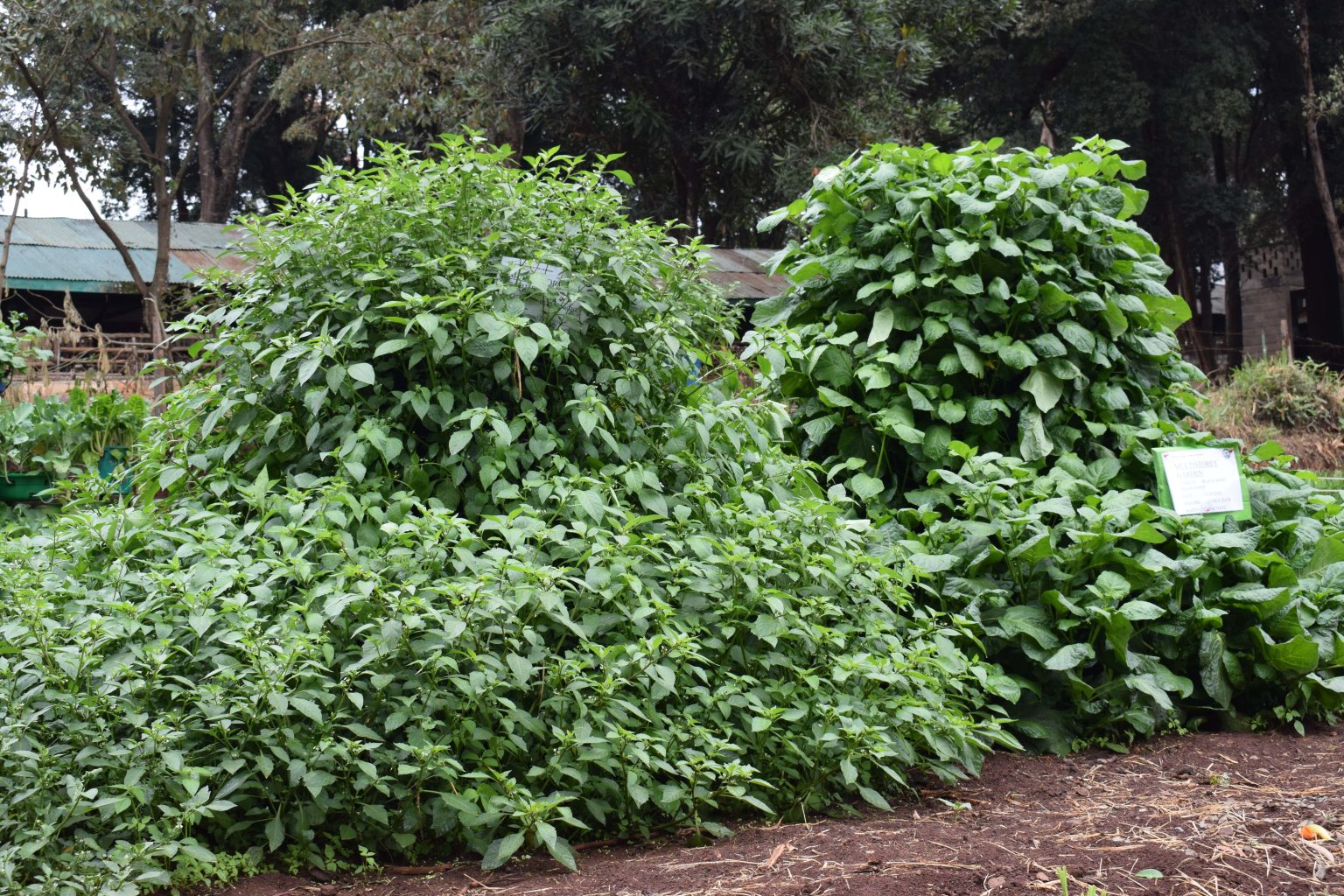 How to make a Cone Garden | Kilimo News