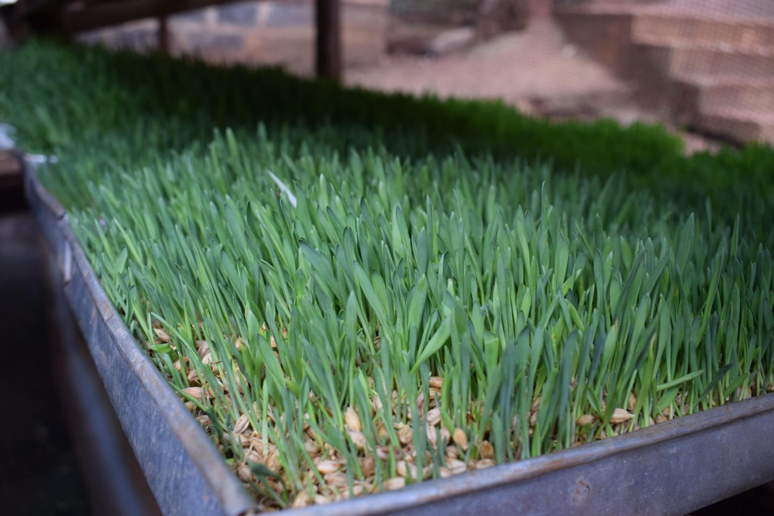 Namibia communities embracing hydroponic fodder production to beat ...