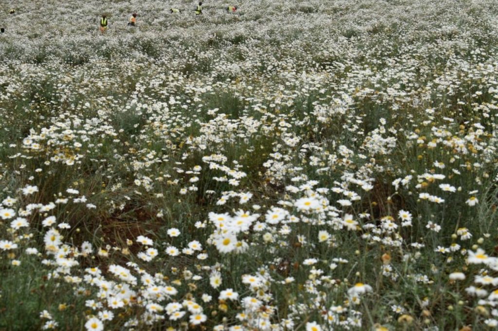 Pyrethrum Farming Revival In Nyandarua | Kilimo News