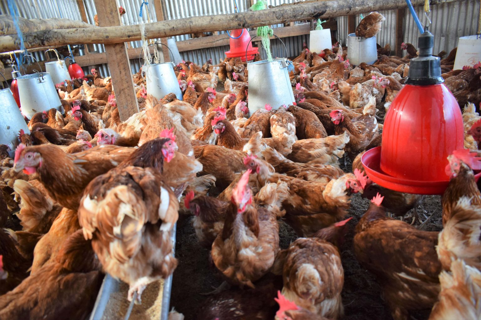 Castor Farming In Nakuru | Kilimo News