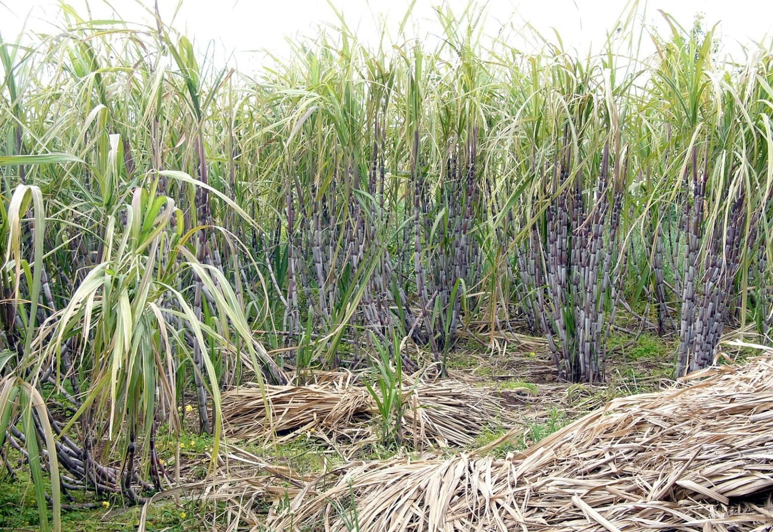Migori Sugarcane Farmers Demand Kshs 317 Million Arrears from Sony ...