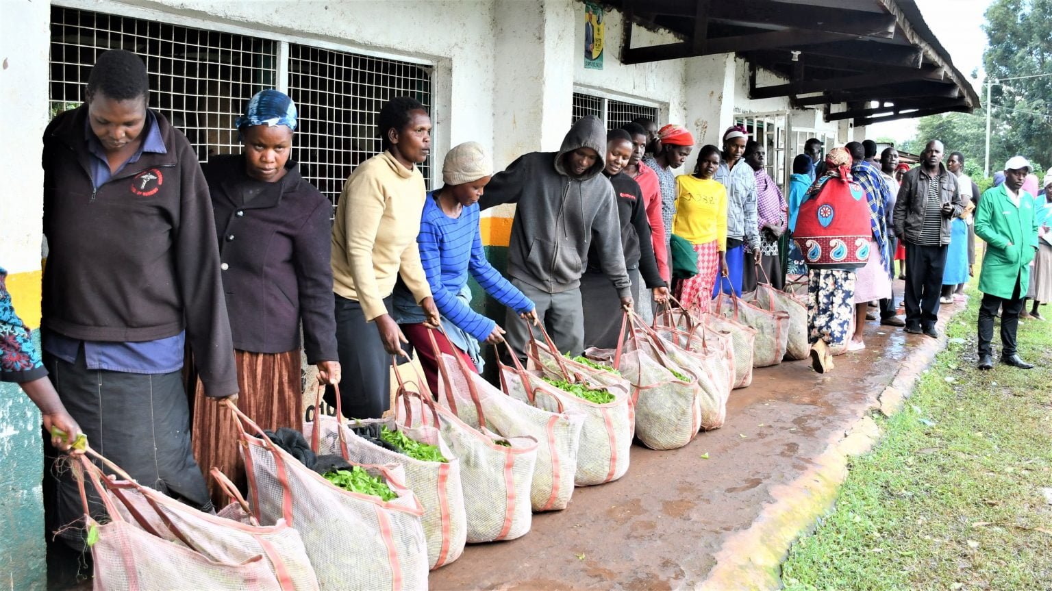 Tea industry Performance Report for 2023 by the Tea Board of Kenya ...