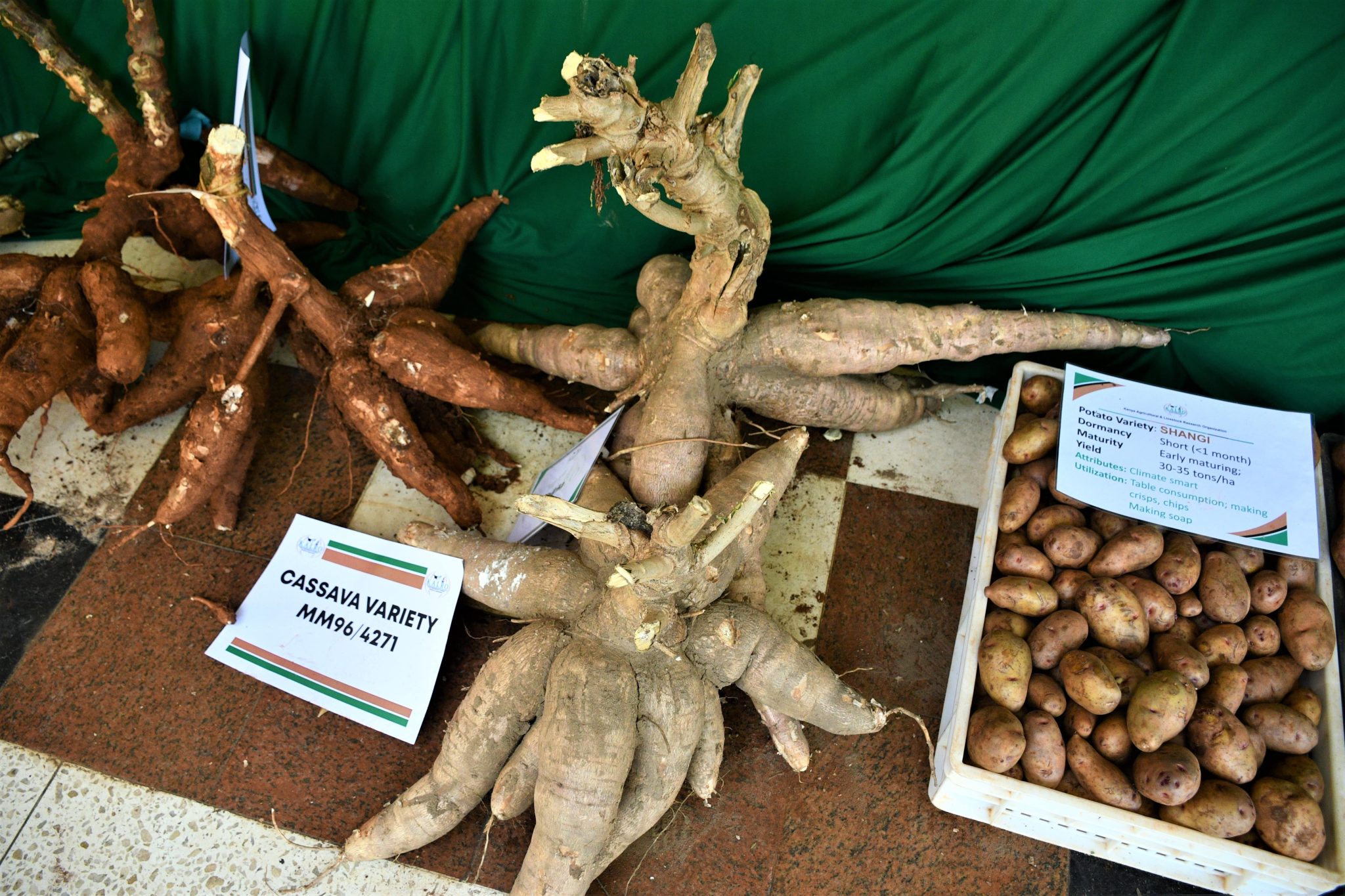 Concerted efforts to elevate Root Crops | Kilimo News