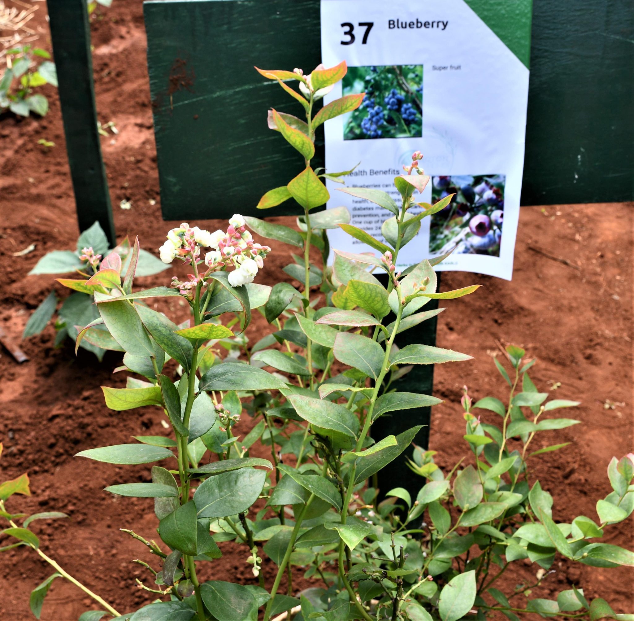 Berry farming becoming popular in Kenya | Kilimo News