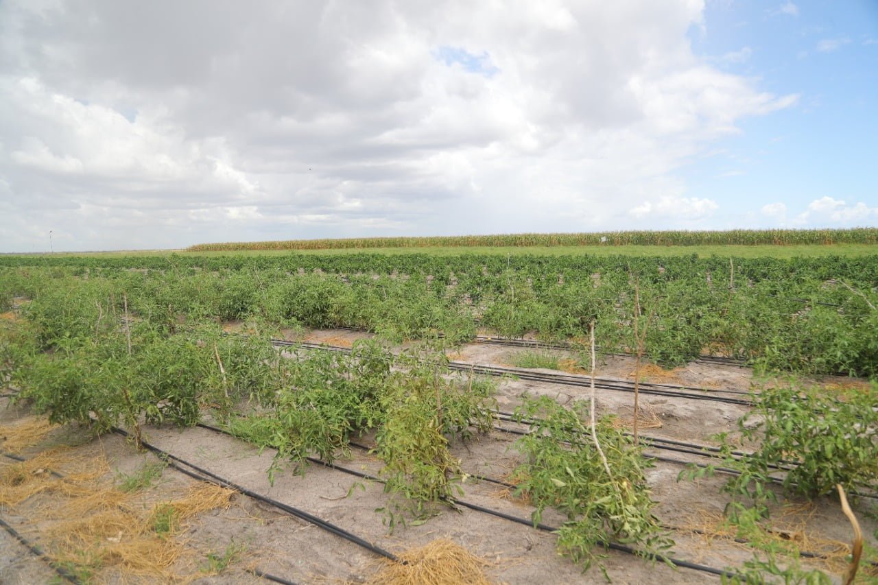 President Ruto's new plan for Galana/Kulalu food project | Kilimo News