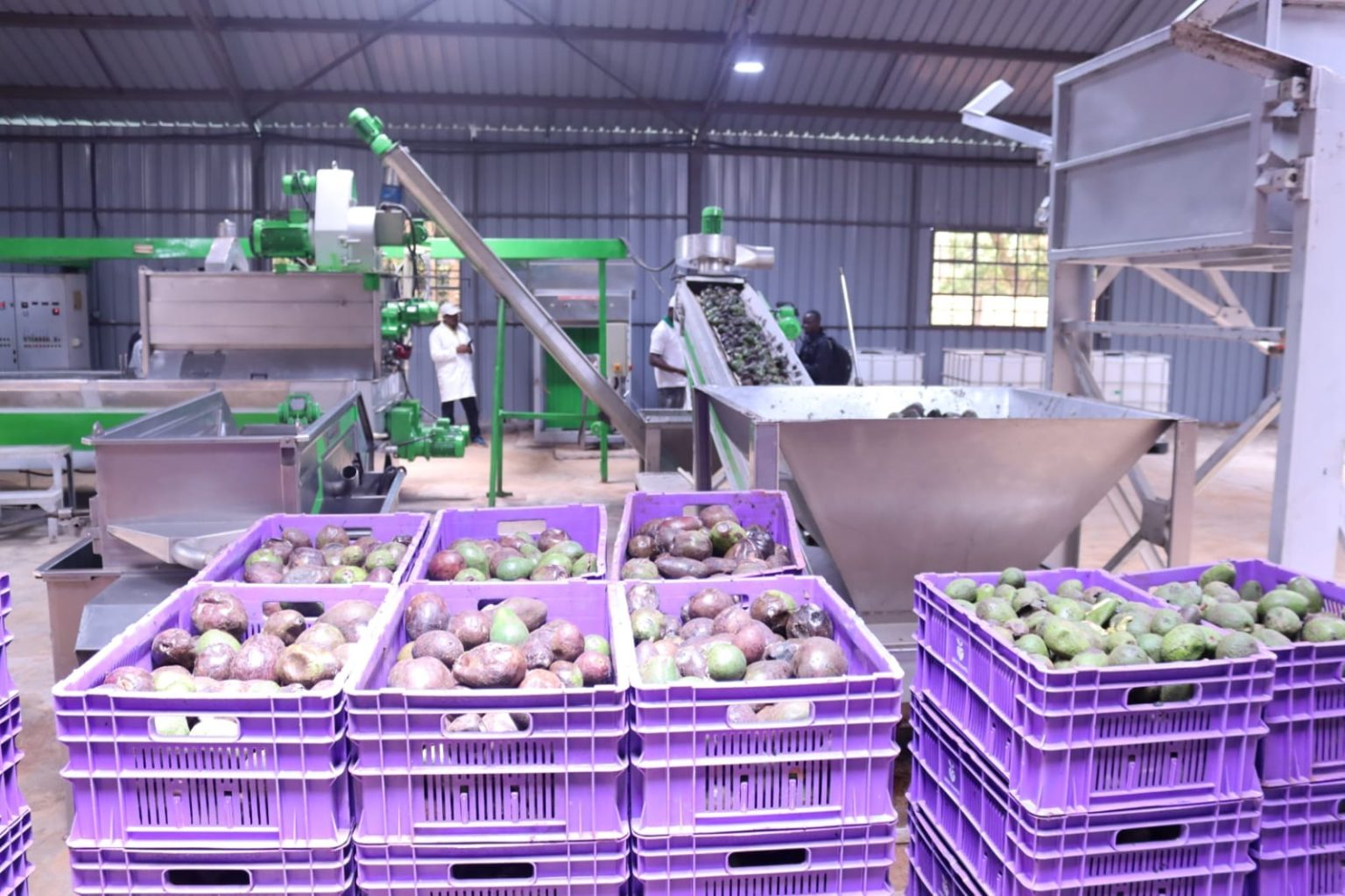 Avocado Processing Plant opened in Kisii | Kilimo News