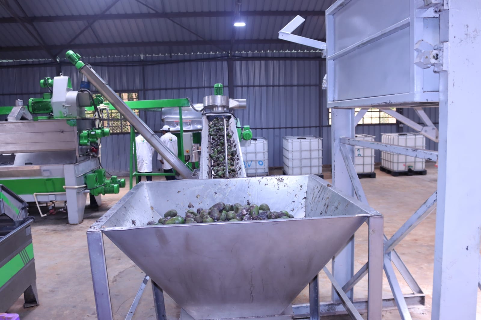 Avocado Processing Plant opened in Kisii | Kilimo News