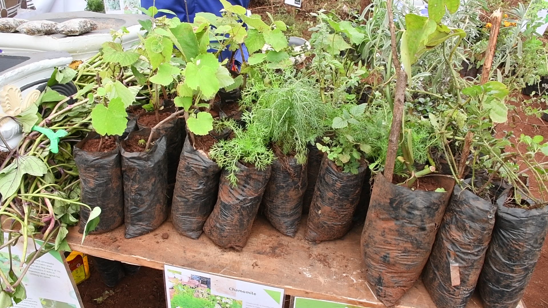 Nyeri quartet minting money from herbs & spices propagation | Kilimo News