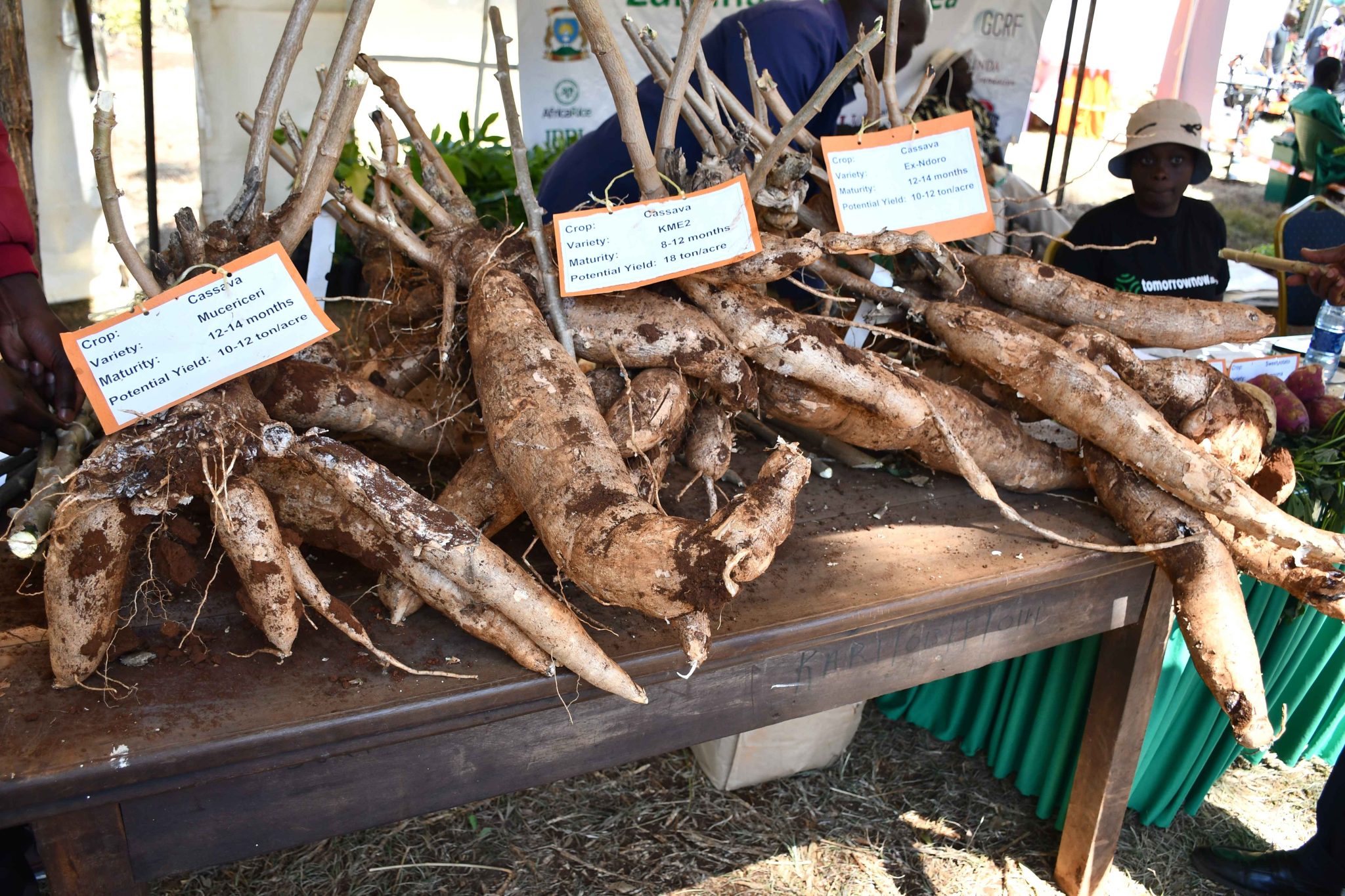 Cassava Emerges as a Climate-Smart Crop for Kenya’s Drylands | Kilimo News