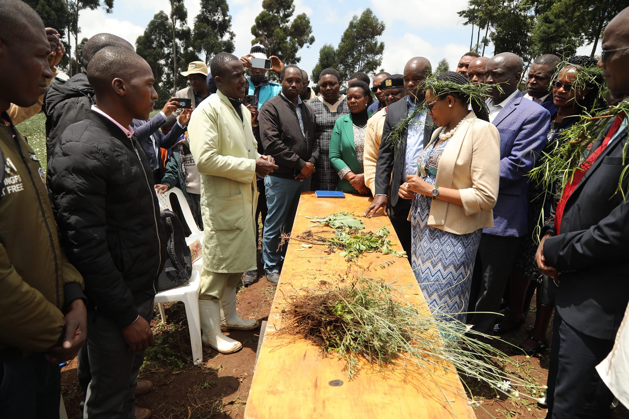 Nakuru regaining it's pyrethrum glory | Kilimo News