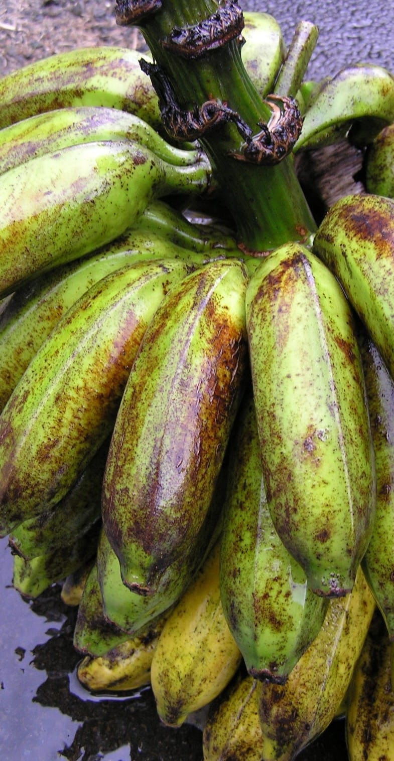 EAC experts to tackle new and emerging pest threats of bananas together ...
