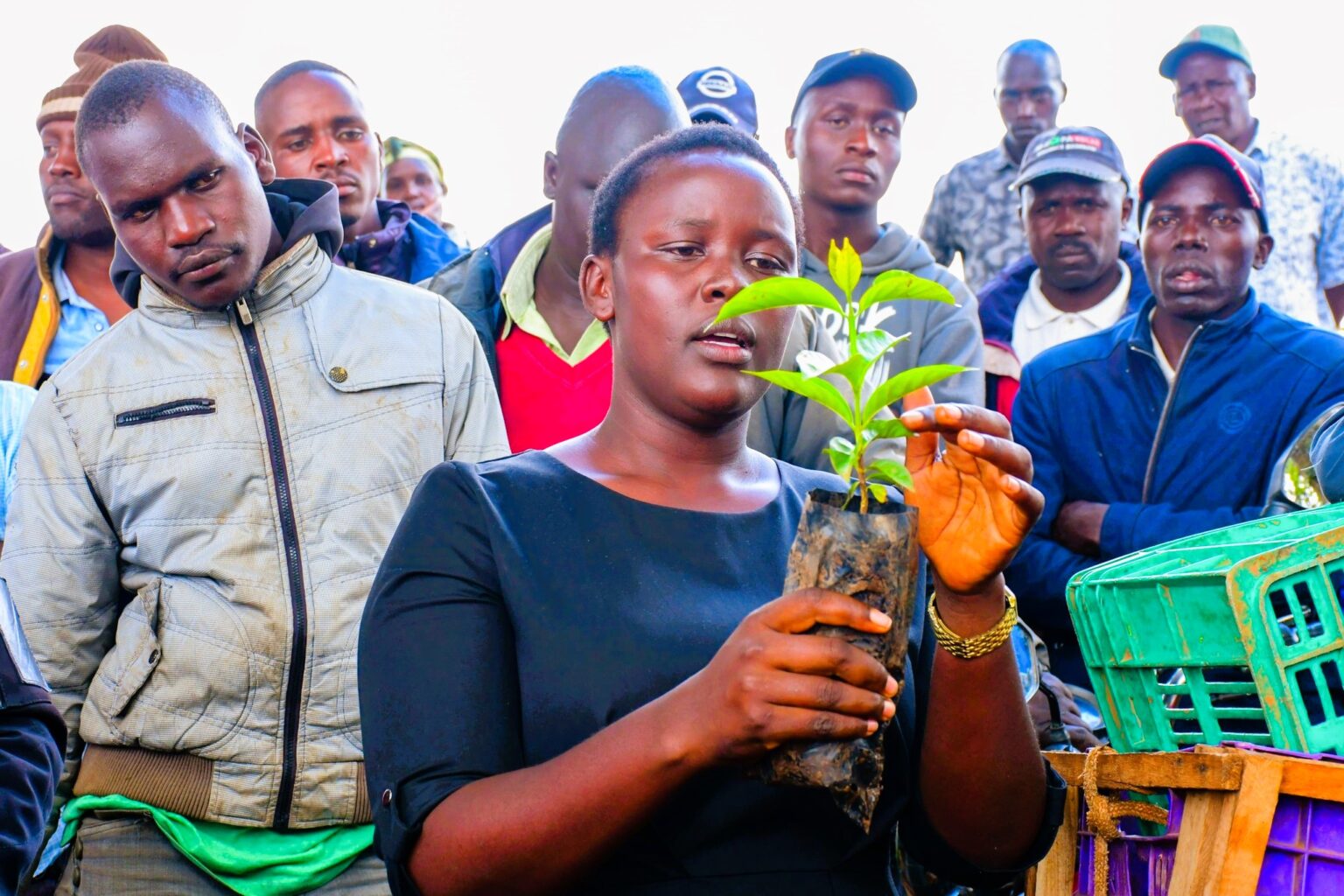 Nandi County Mp drawing thousands of women into coffee ownership ...