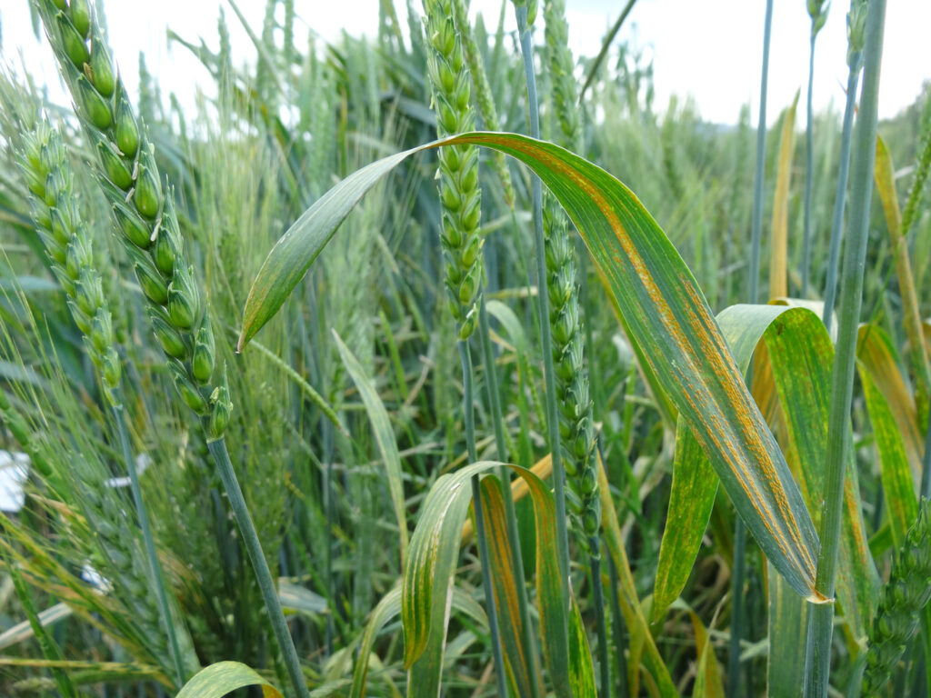 Wheat rust -the pathogens that the wind brings to the farm | Kilimo News