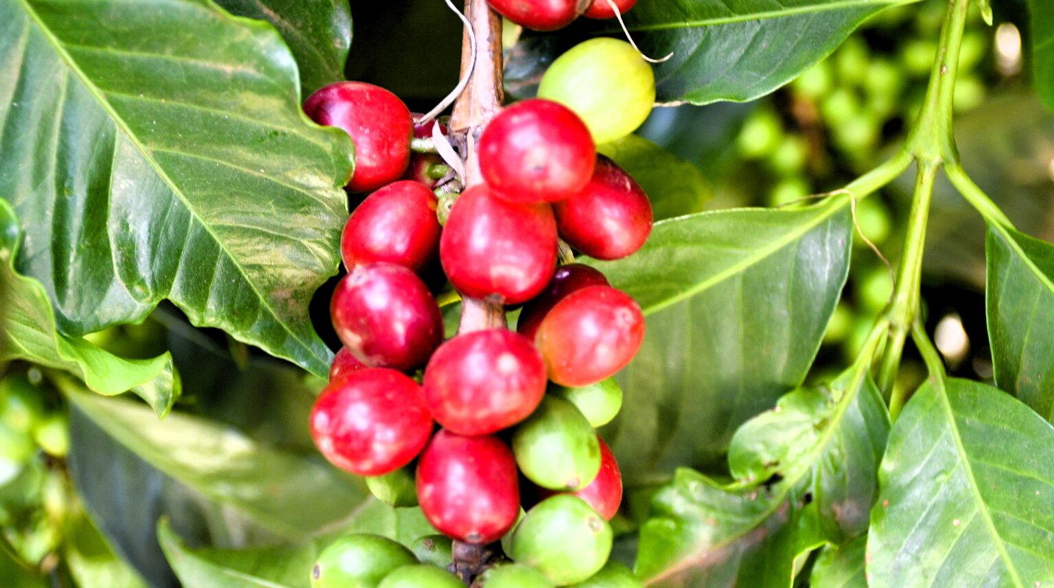 Nairobi Coffee Exchange Sale 3 Results (October 22nd, 2025) | Kilimo News