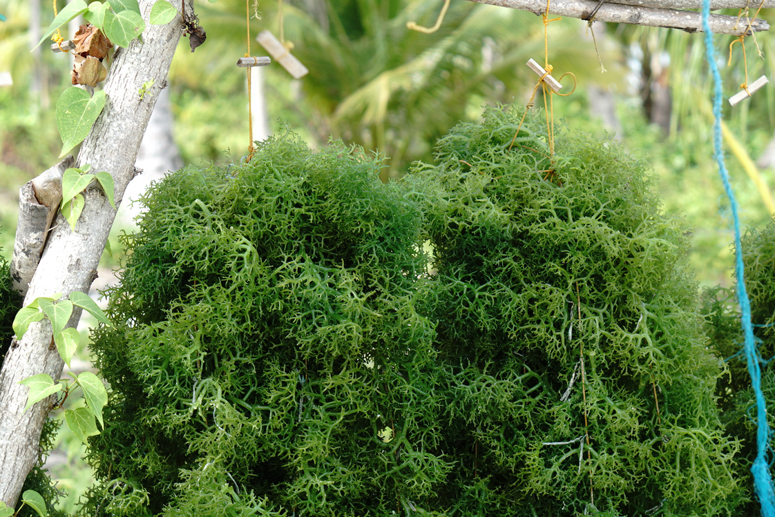 The seaweed capital of the Philippines | Kilimo News