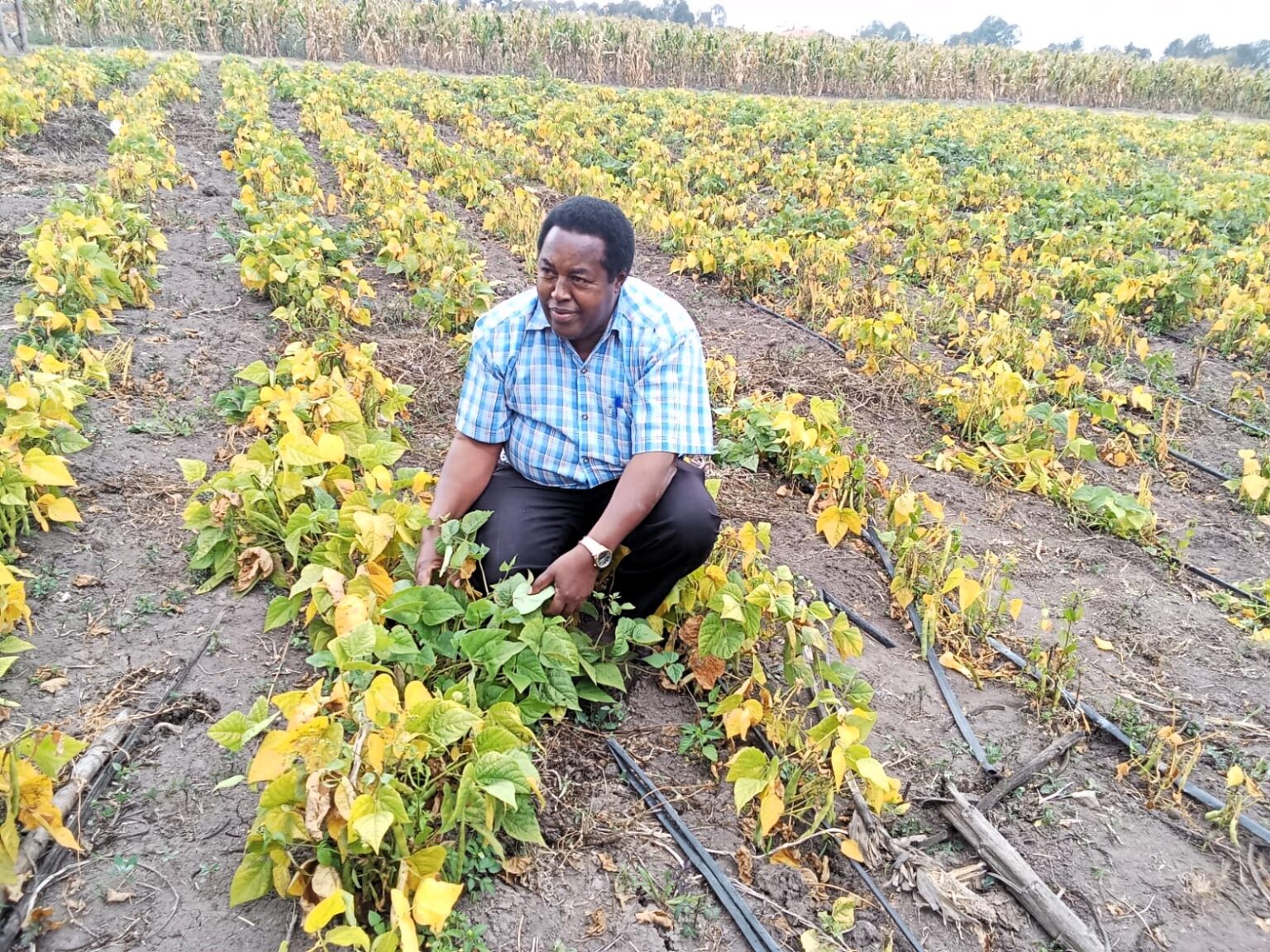 New ‘Waithera’ Bean Variety Promises Higher Yields and Better Nutrition ...