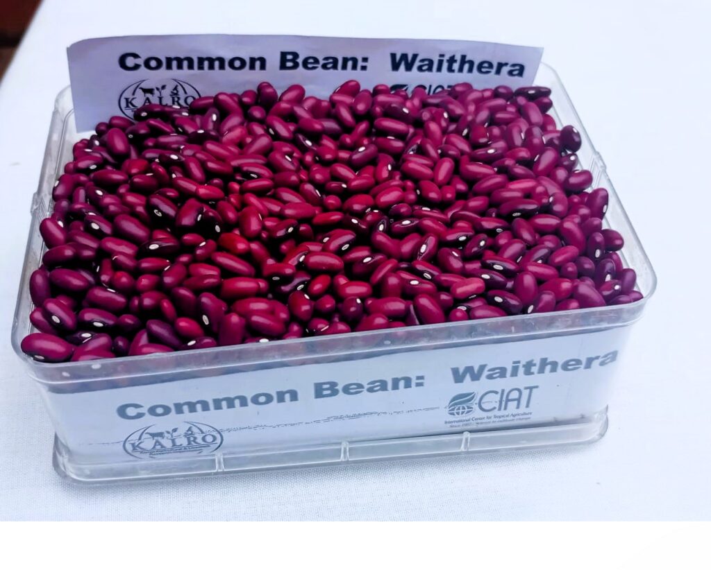 New ‘Waithera’ Bean Variety Promises Higher Yields and Better Nutrition ...