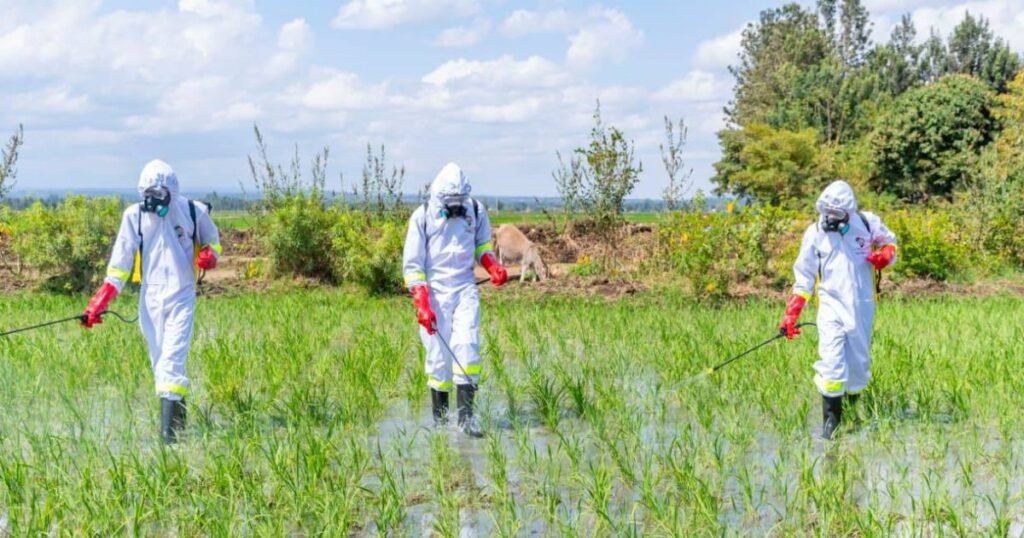 Kirinyaga Rice Farmers to Get Free Protective Gear in Kilimo Swafi ...
