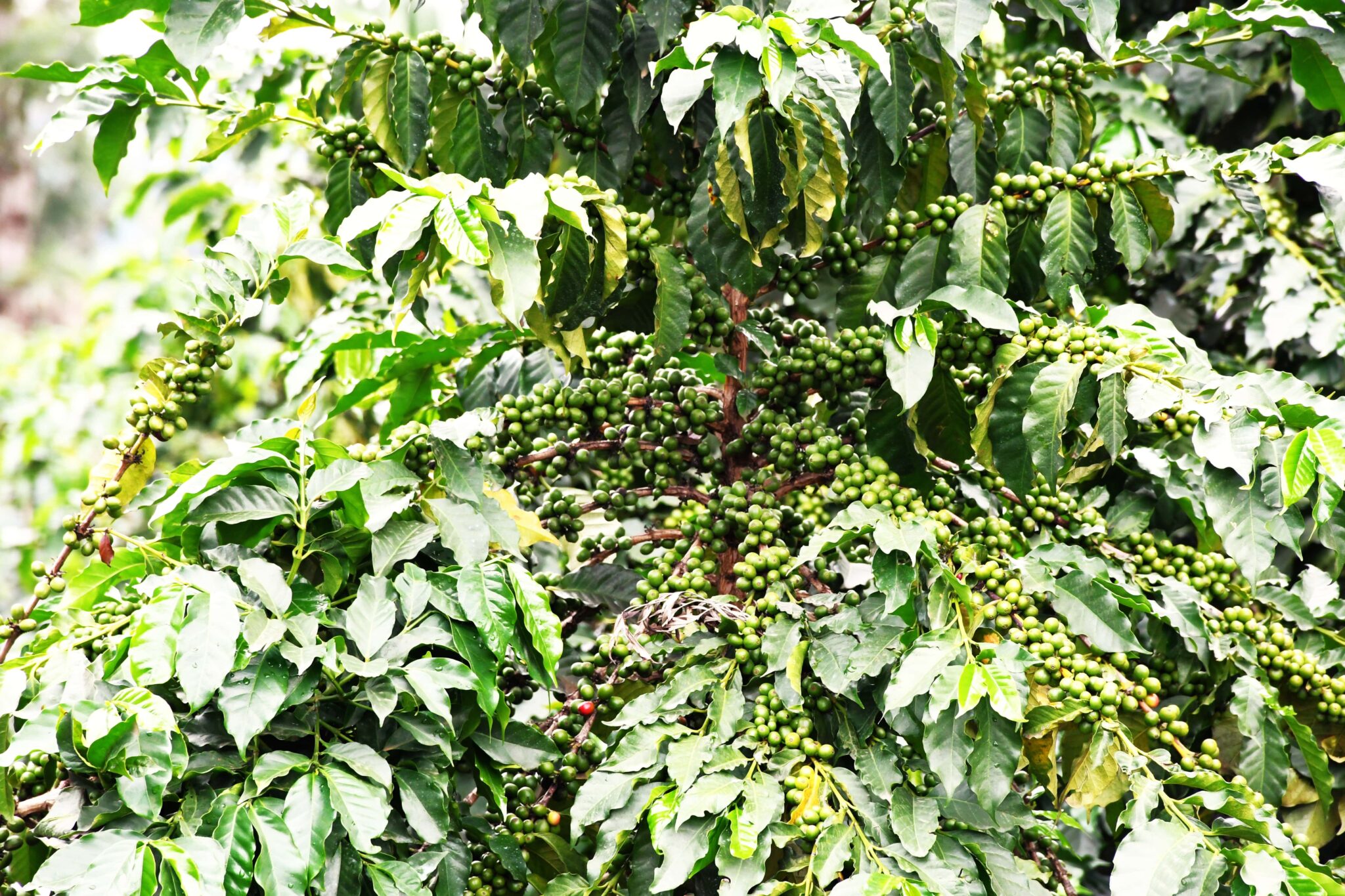 Nairobi Coffee Exchange Sale 9 Results (December 2nd, 2025) | Kilimo News