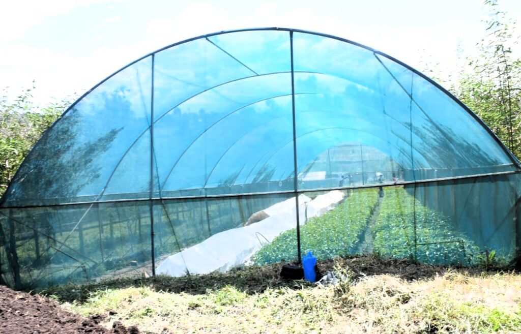 West Pokot Bets on Fruit Tree Nursery to Drive Livelihoods and Restore ...